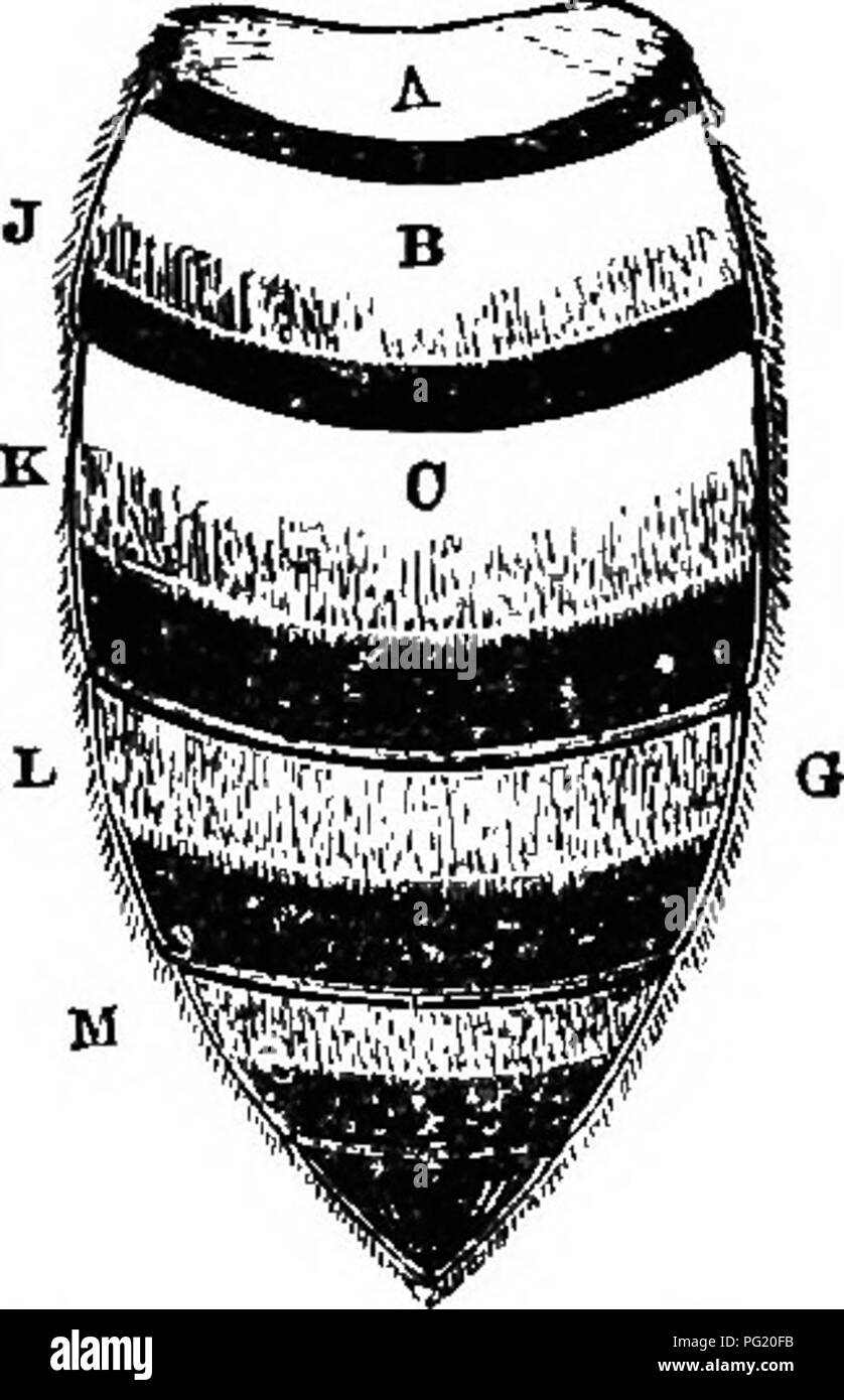 This manual offers practical advice on beekeeping, including details on ...