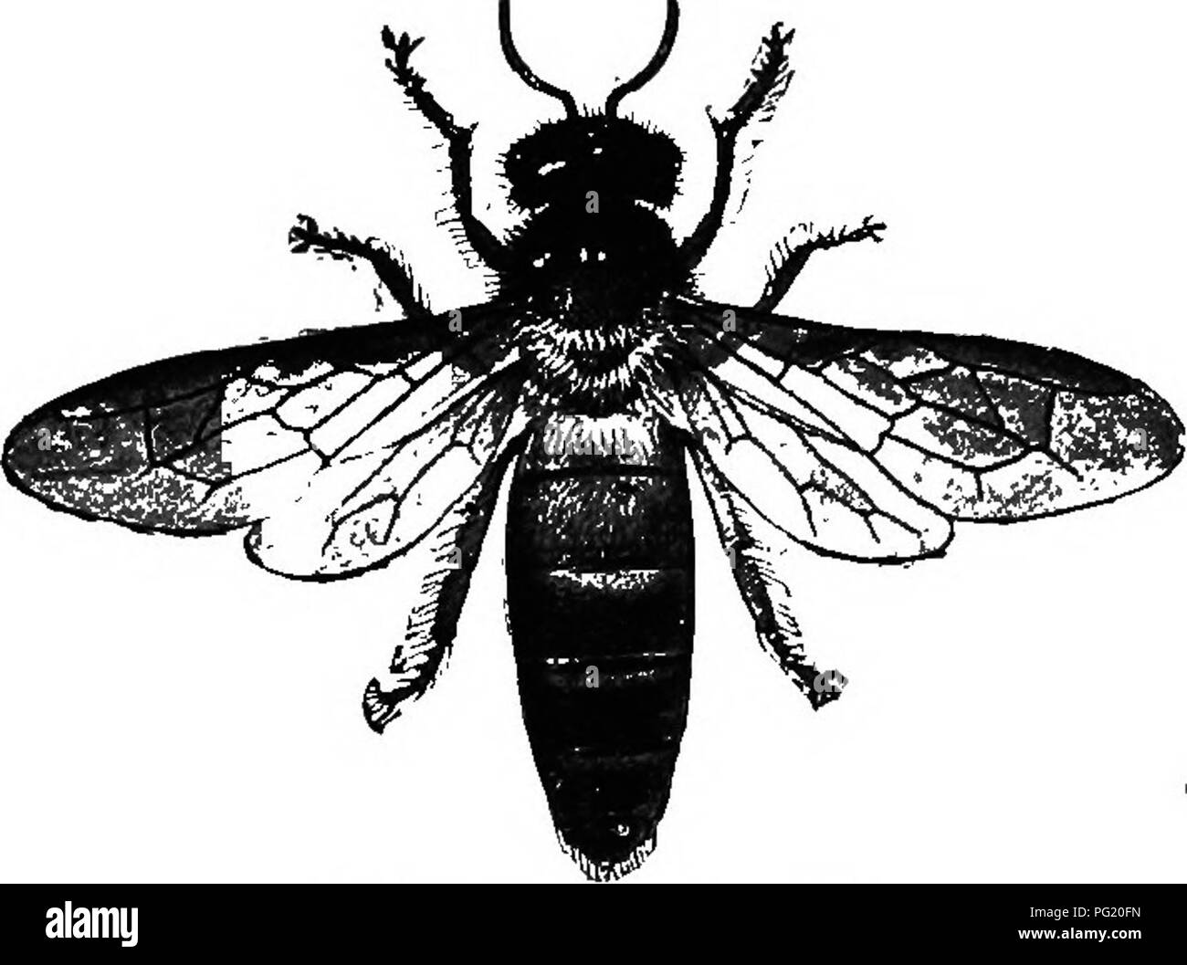 This manual provides essential guidance on bee-keeping, covering the ...