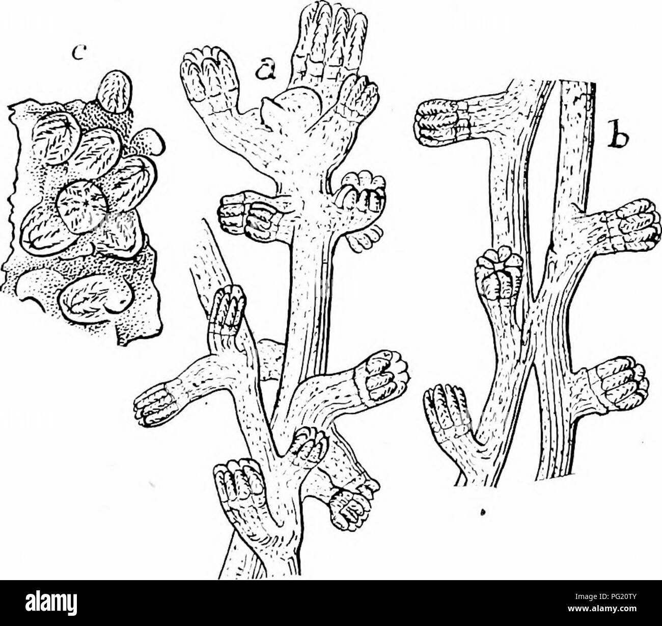 This report details the findings of the Canadian Arctic Expedition ...