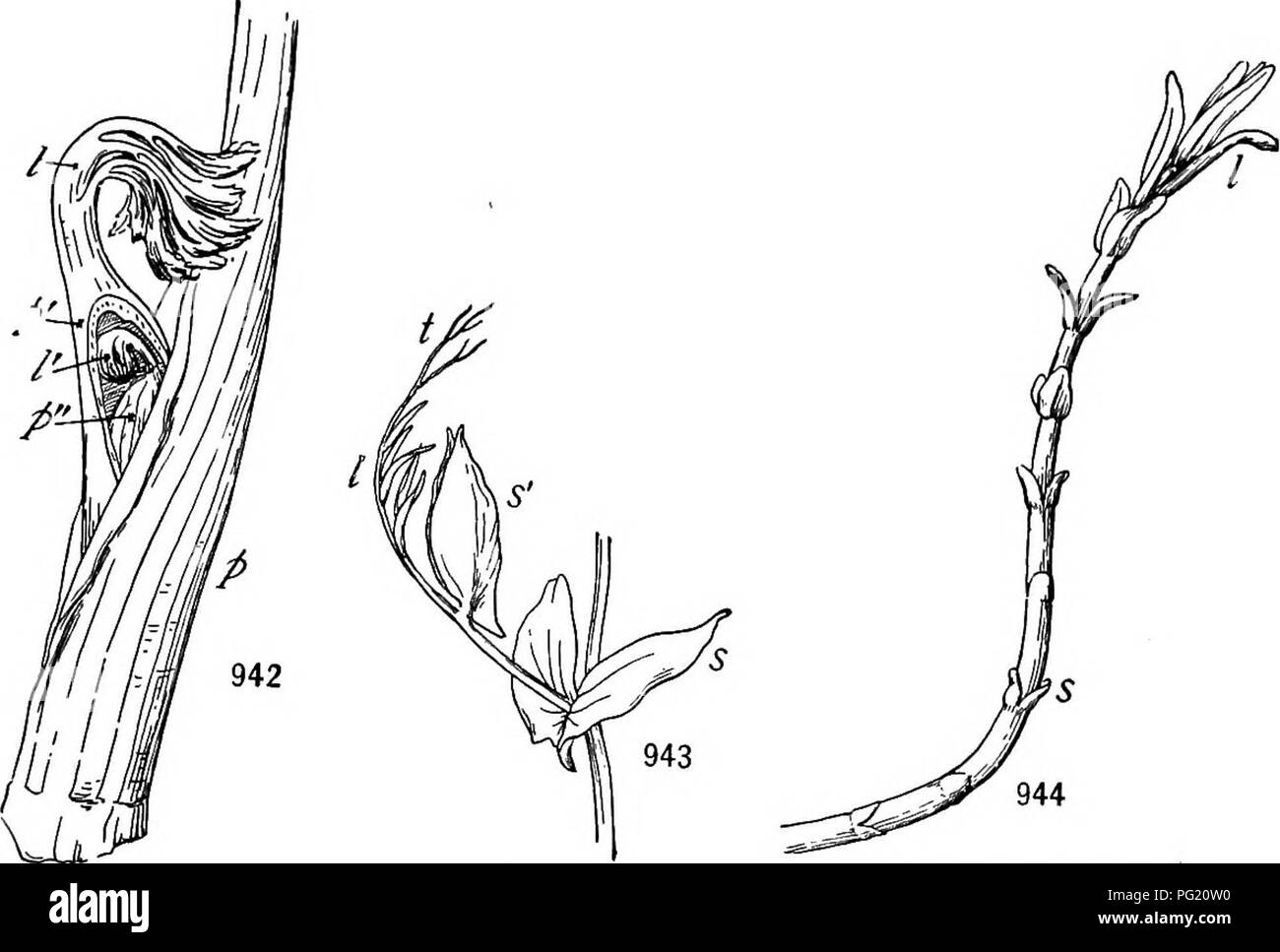 Sheathing leaves hi-res stock photography and images - Alamy