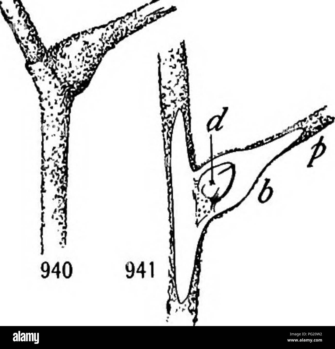 . A textbook of botany for colleges and universities ... Botany. Fig ...