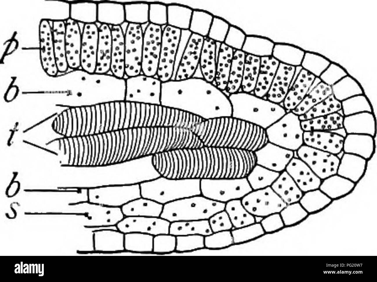 Palisade cells hi-res stock photography and images - Alamy