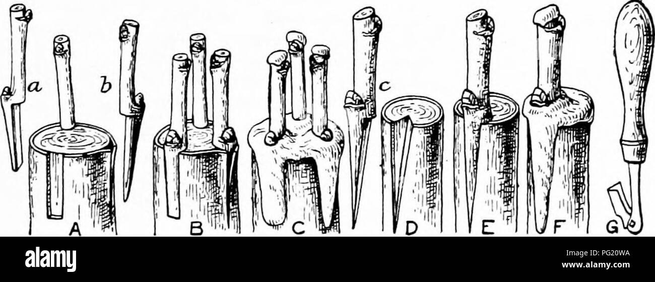 Root Cutting Propagation High Resolution Stock Photography and Images ...