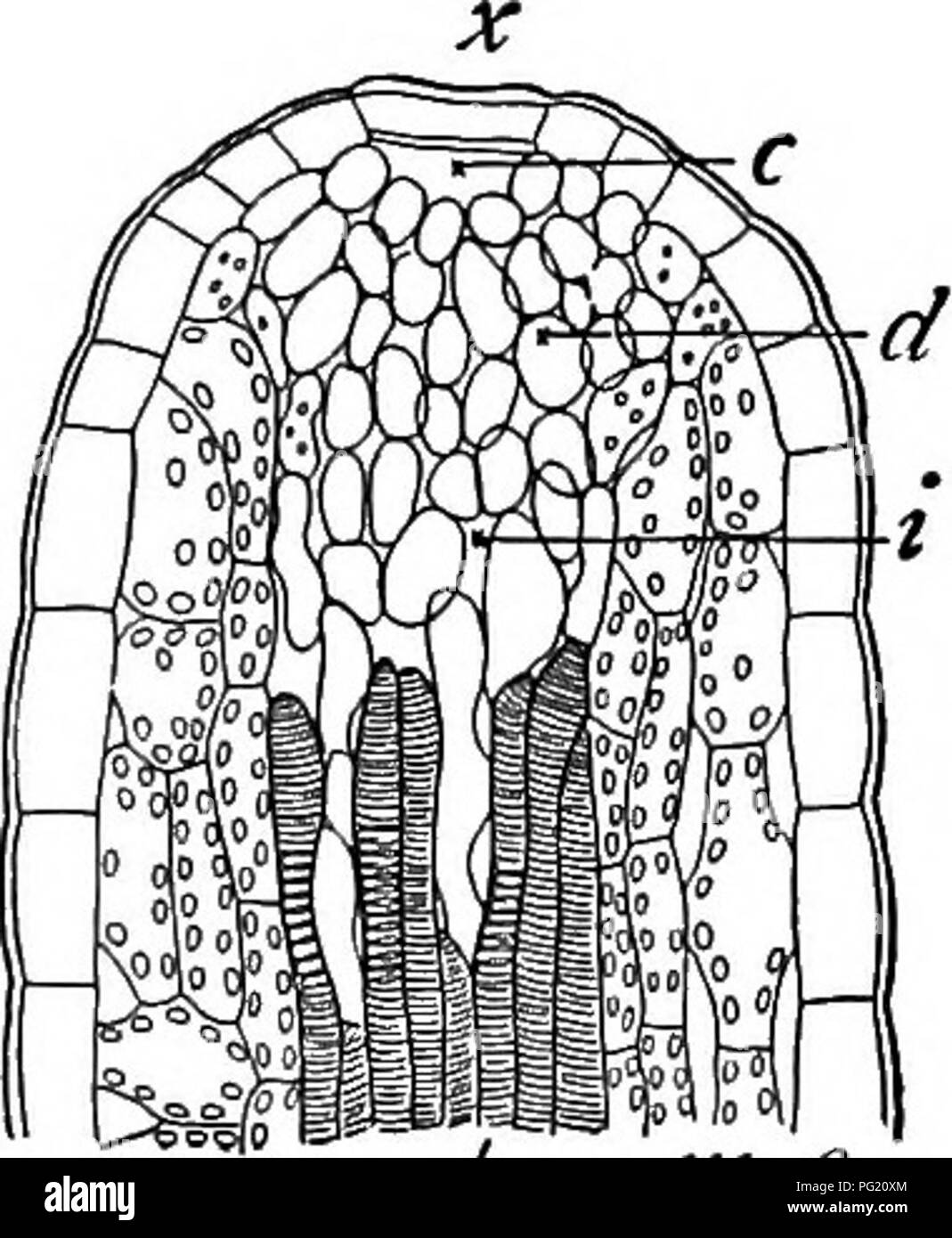 Epithem hi-res stock photography and images - Alamy