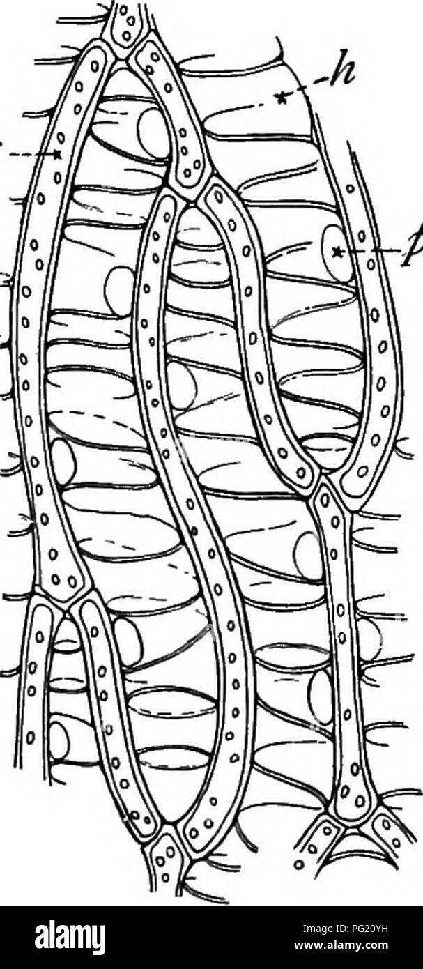 Moss plant cells hi-res stock photography and images - Alamy