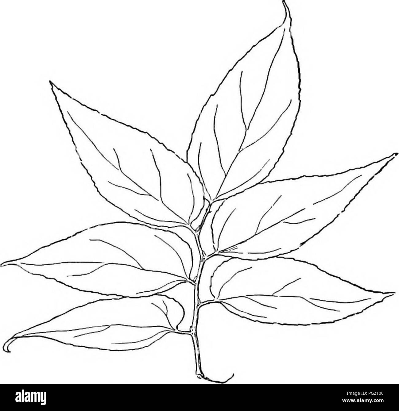 Plants basal structure Black and White Stock Photos & Images - Alamy