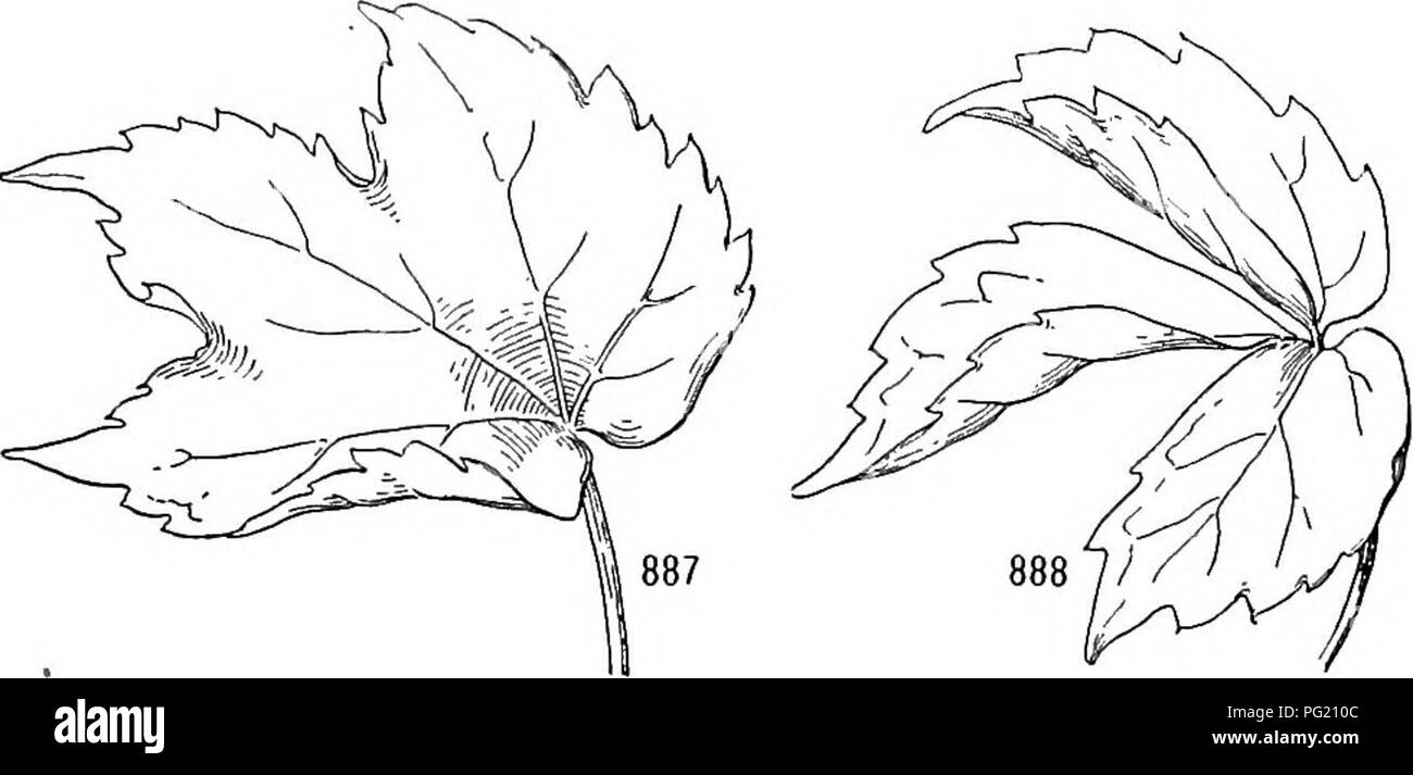 This textbook covers various aspects of botany, with a focus on leaf ...