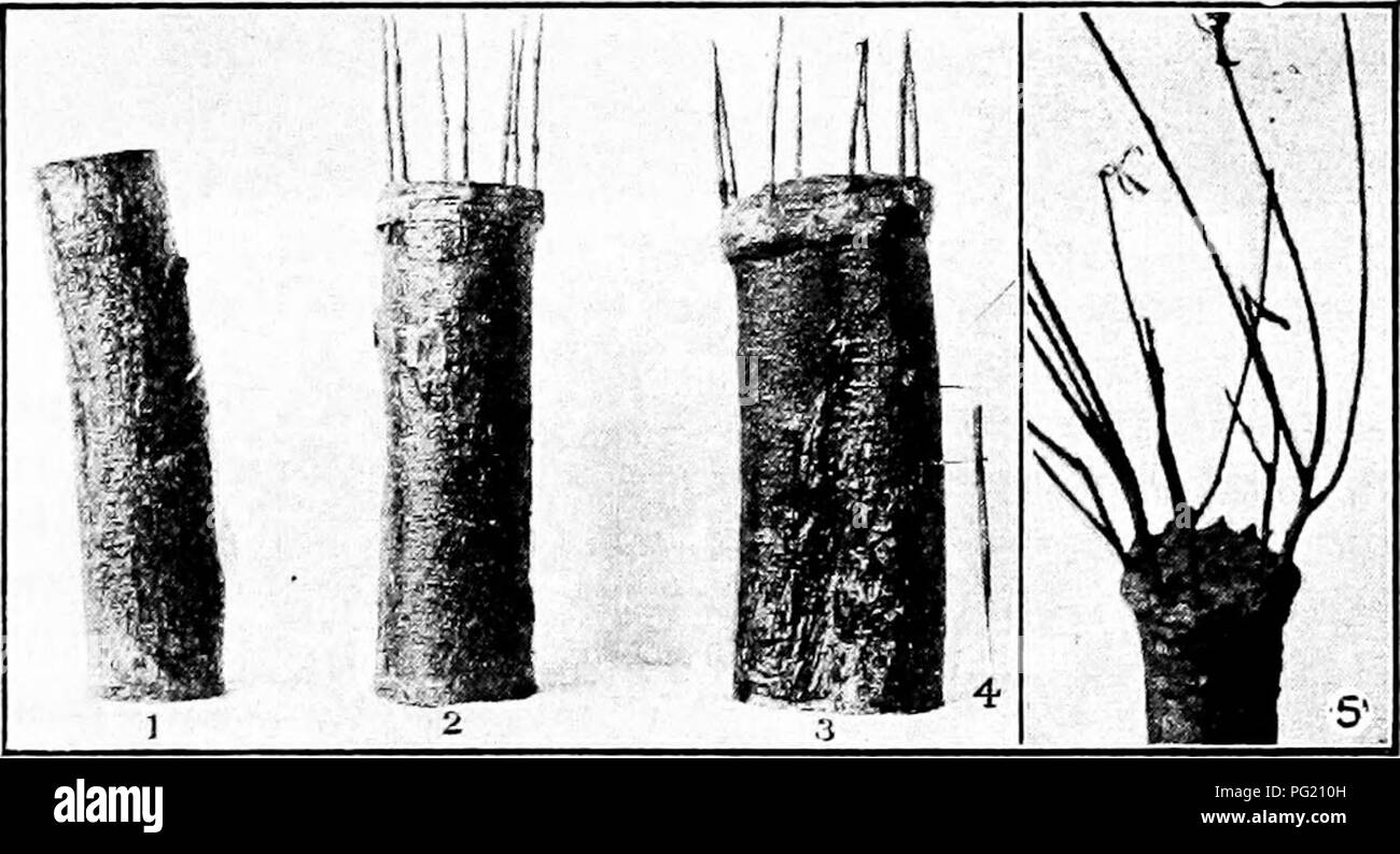 This text outlines methods for plant propagation, including grafting ...