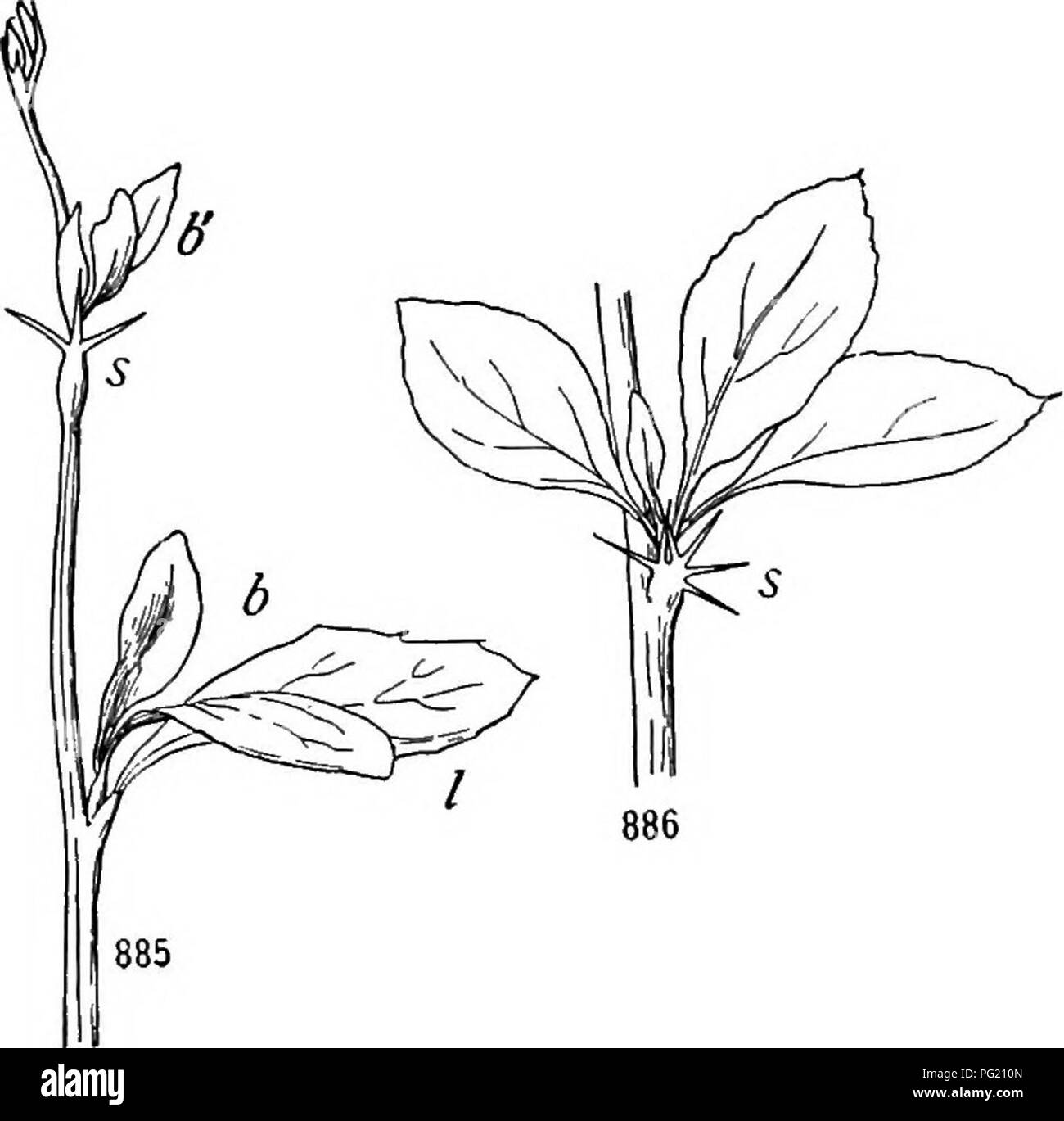 Awl shaped leaves hi-res stock photography and images - Alamy