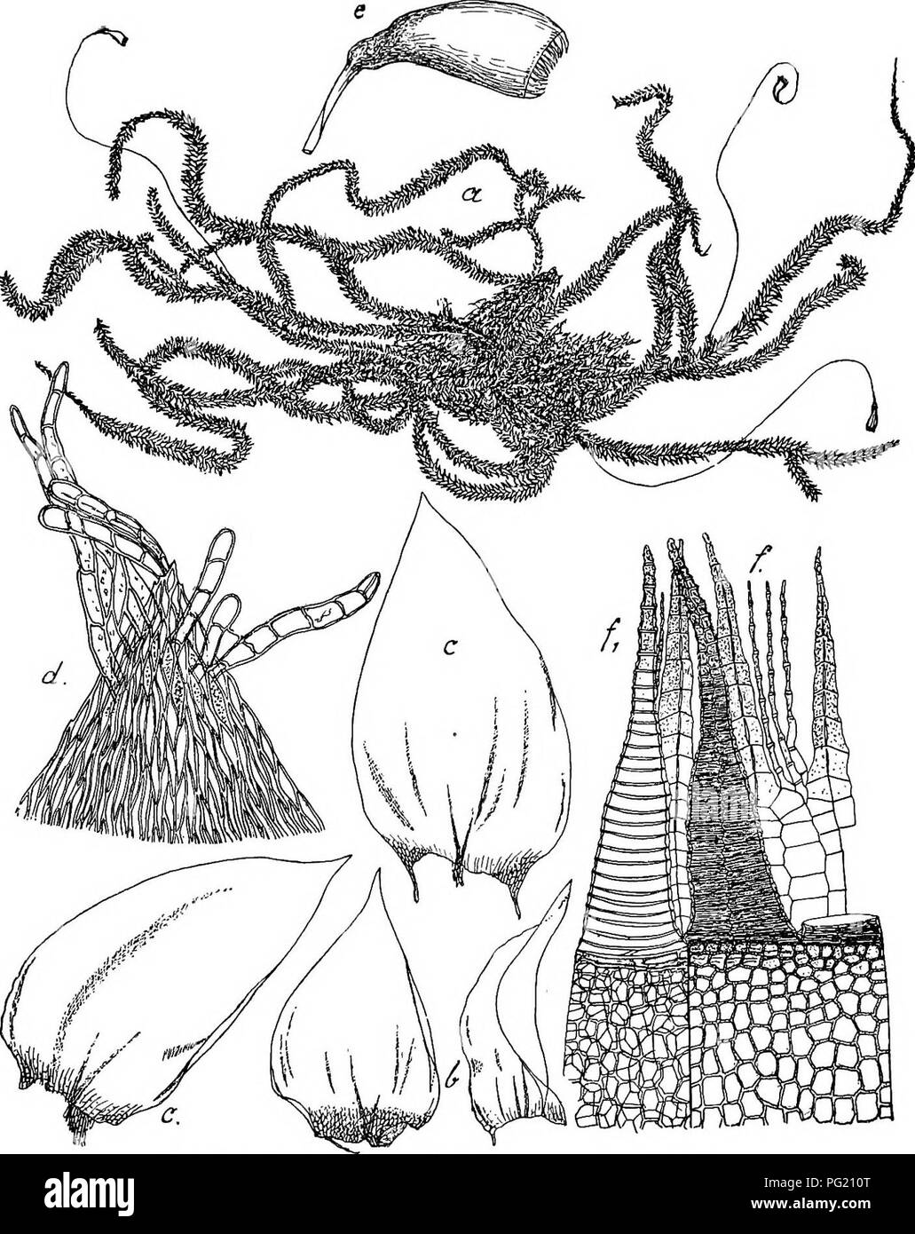 Detailed illustrations of botanical structures Black and White Stock ...