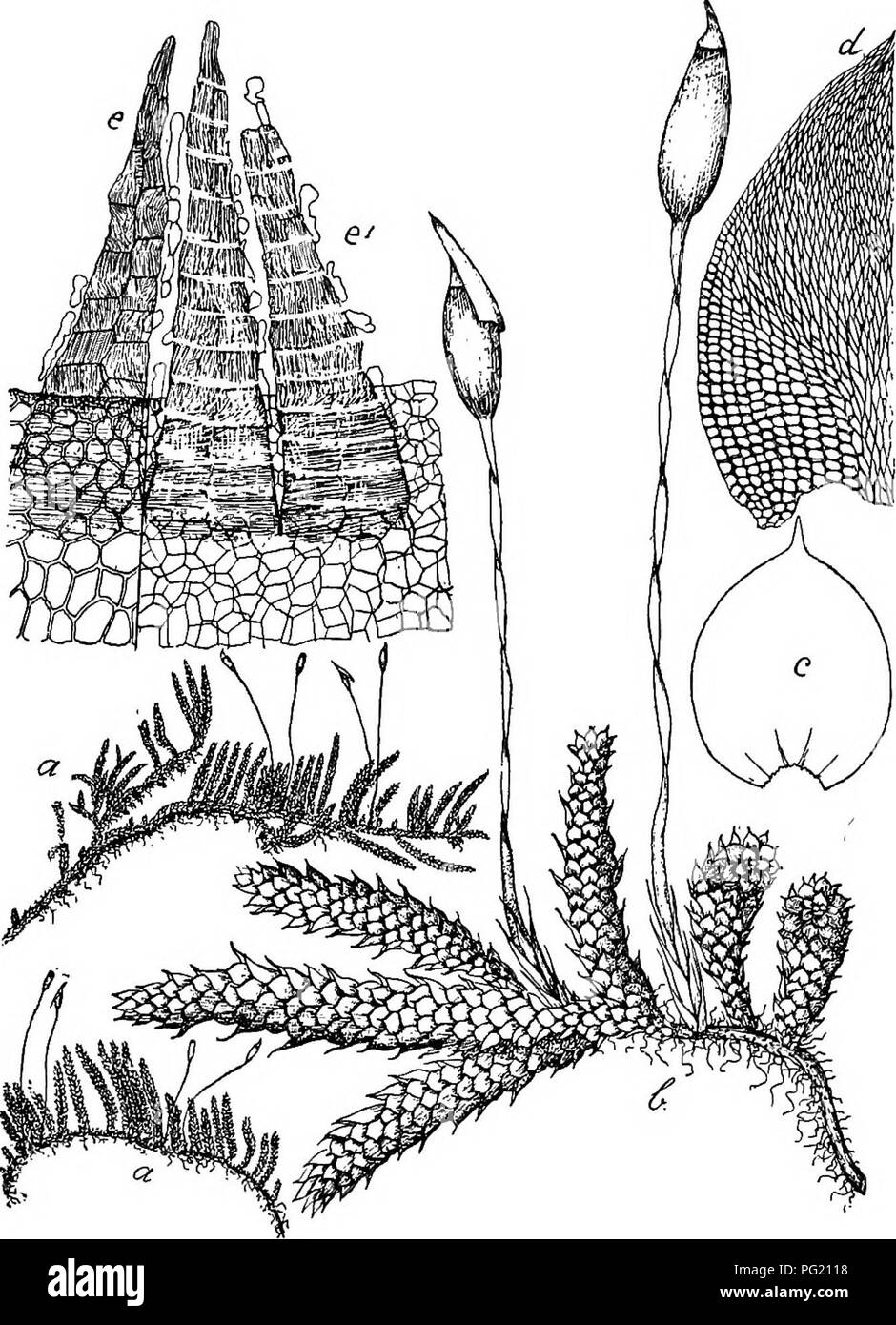 This botanical work focuses on the flora of Buitenzorg, describing ...