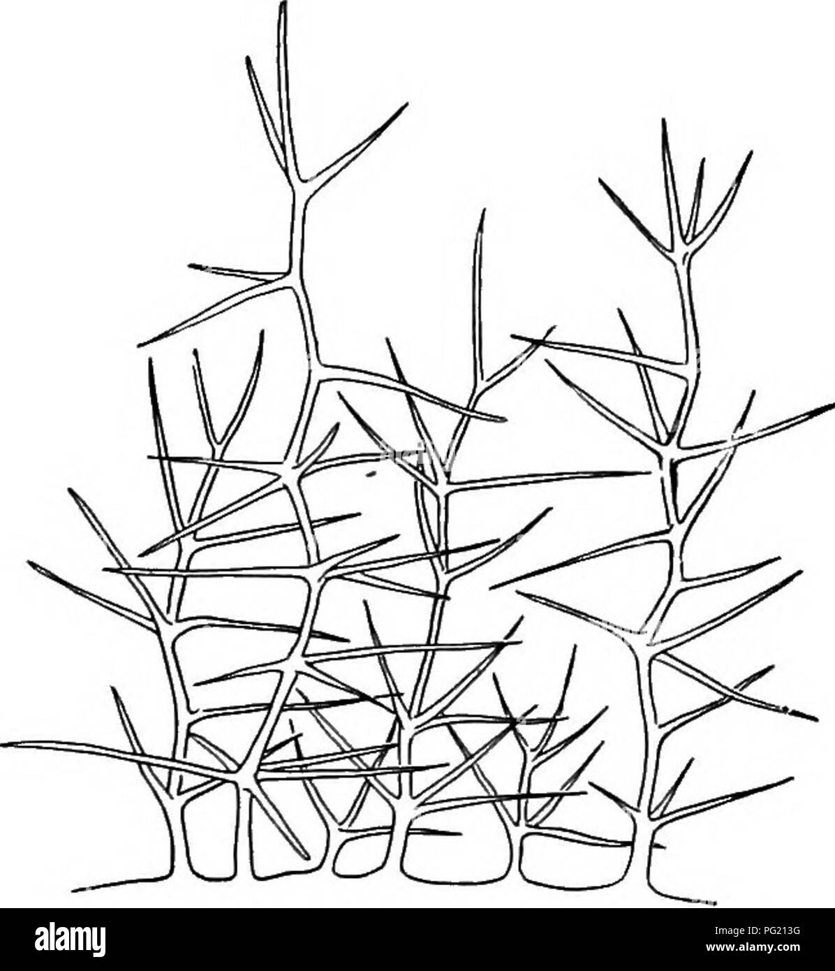 This textbook provides an in-depth study of botany, focusing on the ...