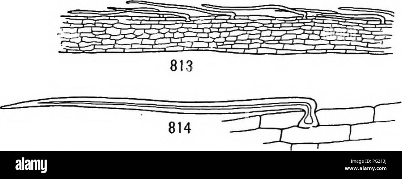 This image is from a botany textbook discussing plant ecology and the ...