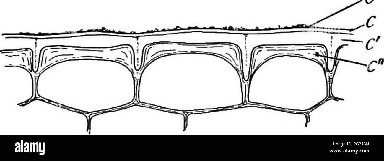 . A textbook of botany for colleges and universities ... Botany. S68 ...