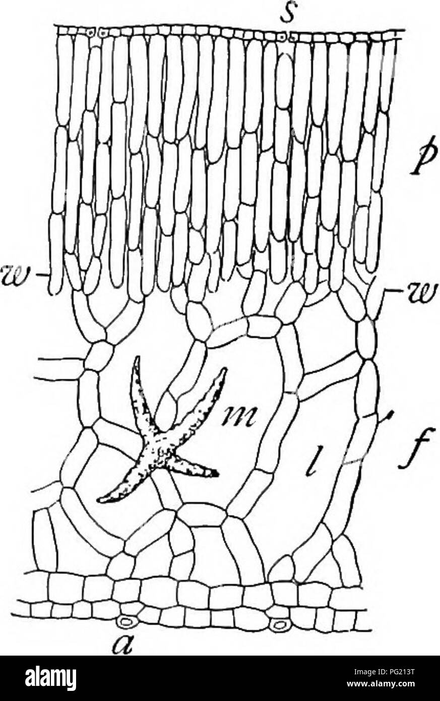 This botanical textbook discusses the presence and function of stomata ...