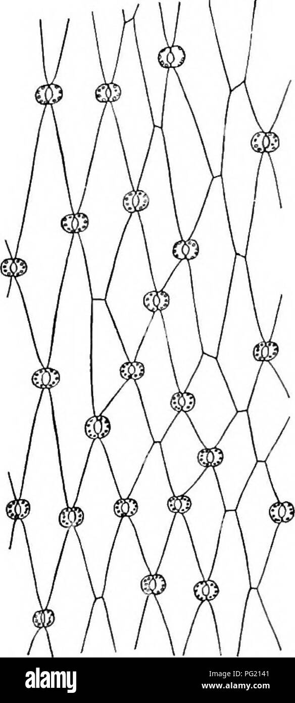 Monocotyl hi-res stock photography and images - Alamy