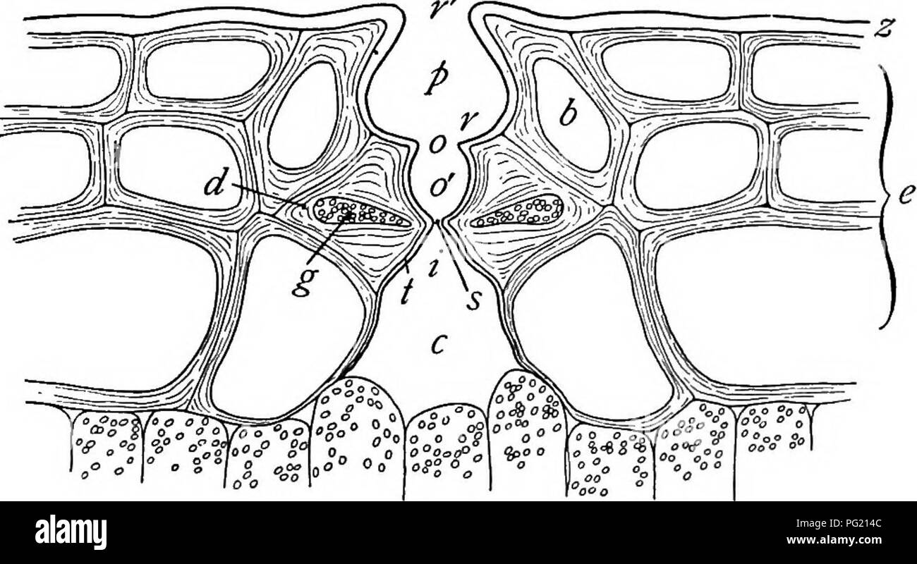 . A textbook of botany for colleges and universities ... Botany. Fig ...