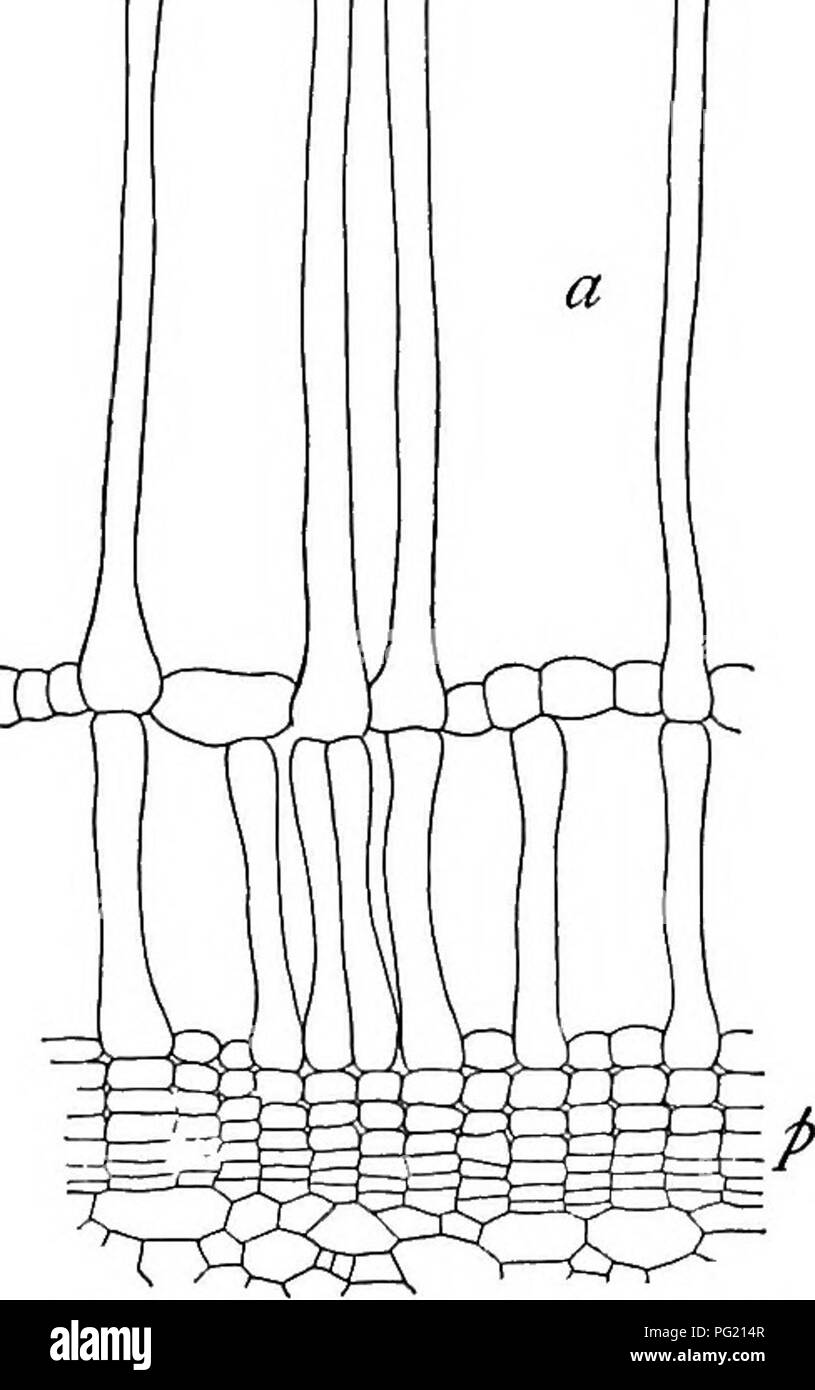 Lacunae hi-res stock photography and images - Alamy