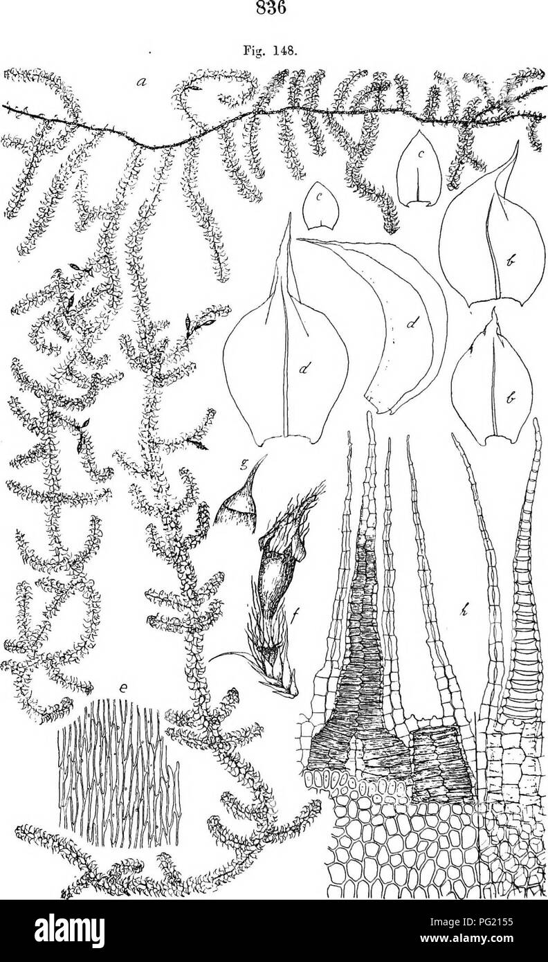 The illustration from 'Flore de Buitenzorg' showcases the botanical ...