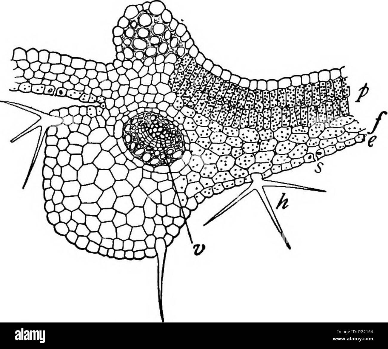 This textbook provides an in-depth look at botany, covering topics such ...