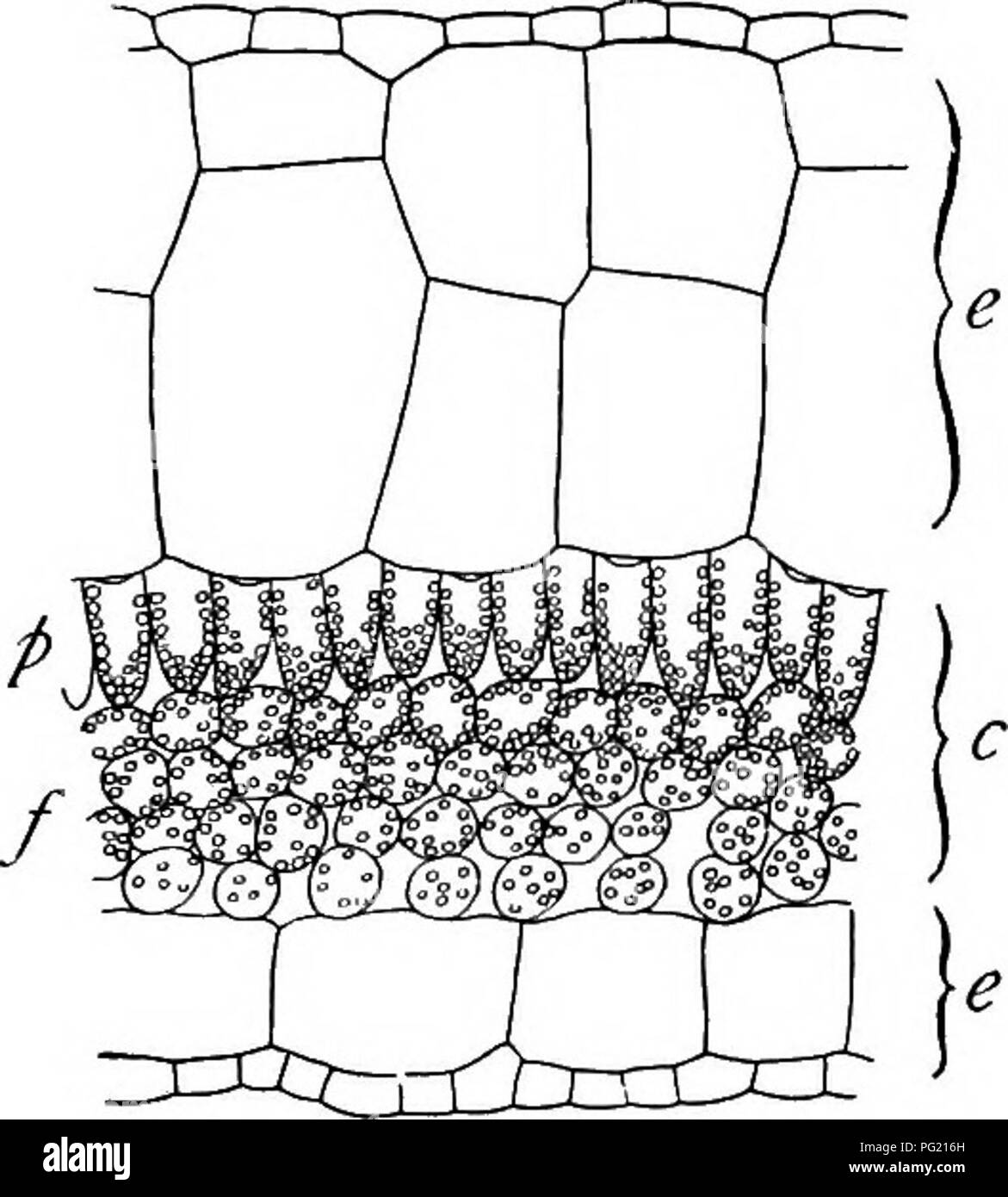 Palisade cells hi-res stock photography and images - Alamy