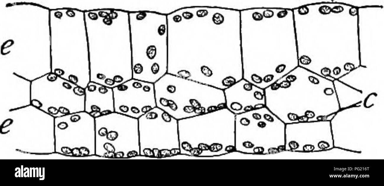 . A textbook of botany for colleges and universities ... Botany. FiG ...