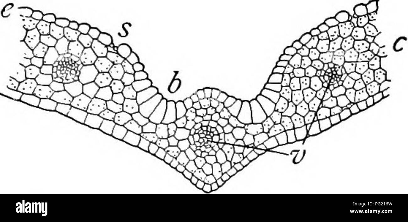 Palisade Cells High Resolution Stock Photography and Images - Alamy