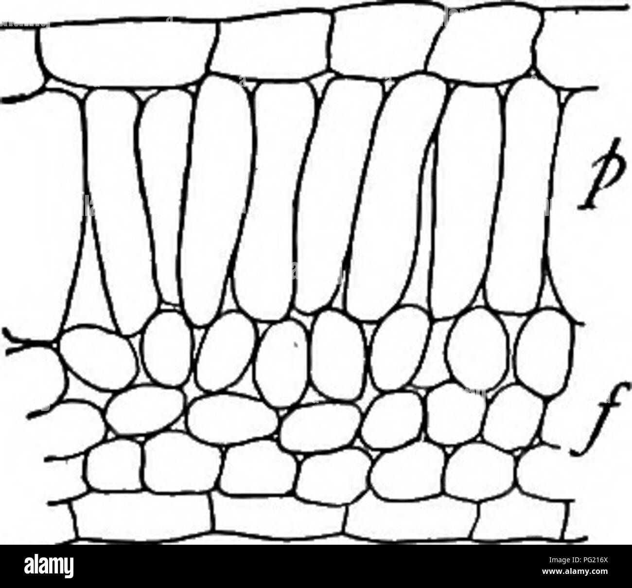 This textbook presents detailed botanical illustrations, such as a ...