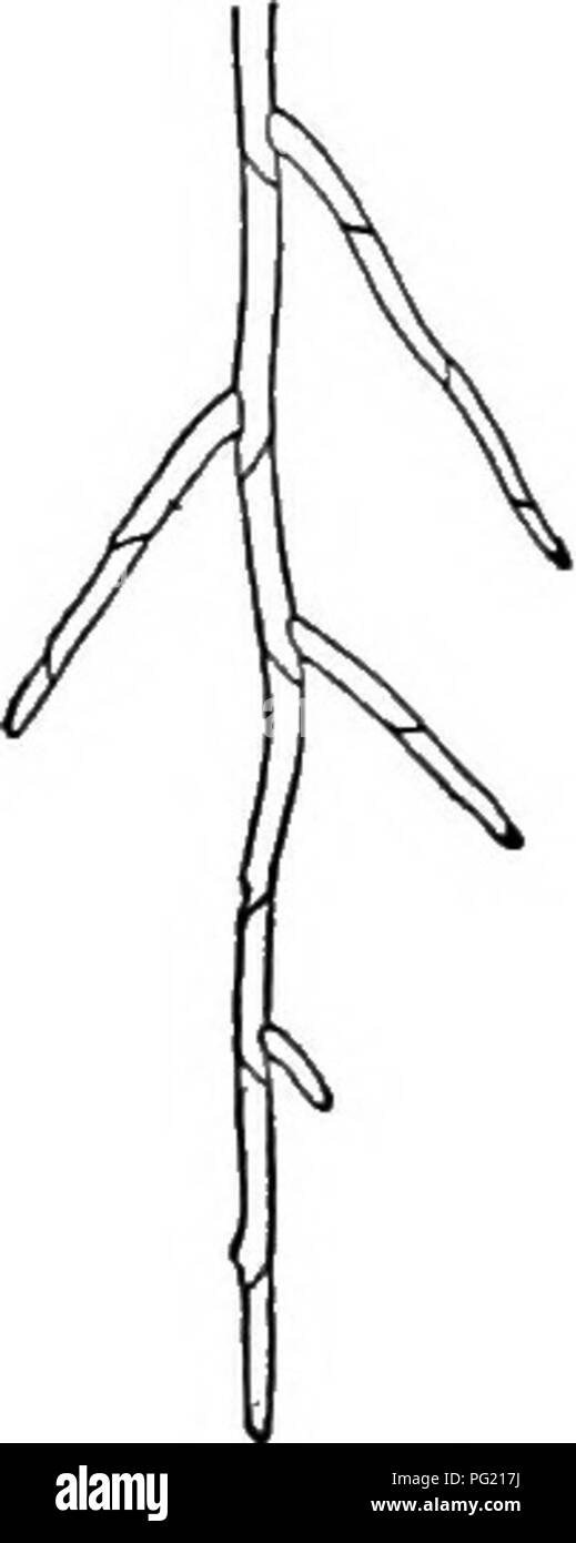 Root filaments hi-res stock photography and images - Alamy