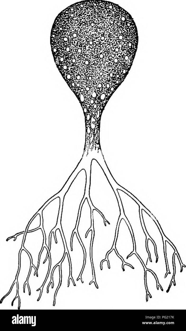 This textbook offers an in-depth study of botany, focusing on the ...