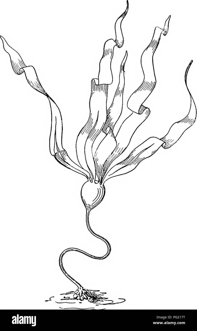 This textbook on botany covers plant anatomy, focusing on the role of ...