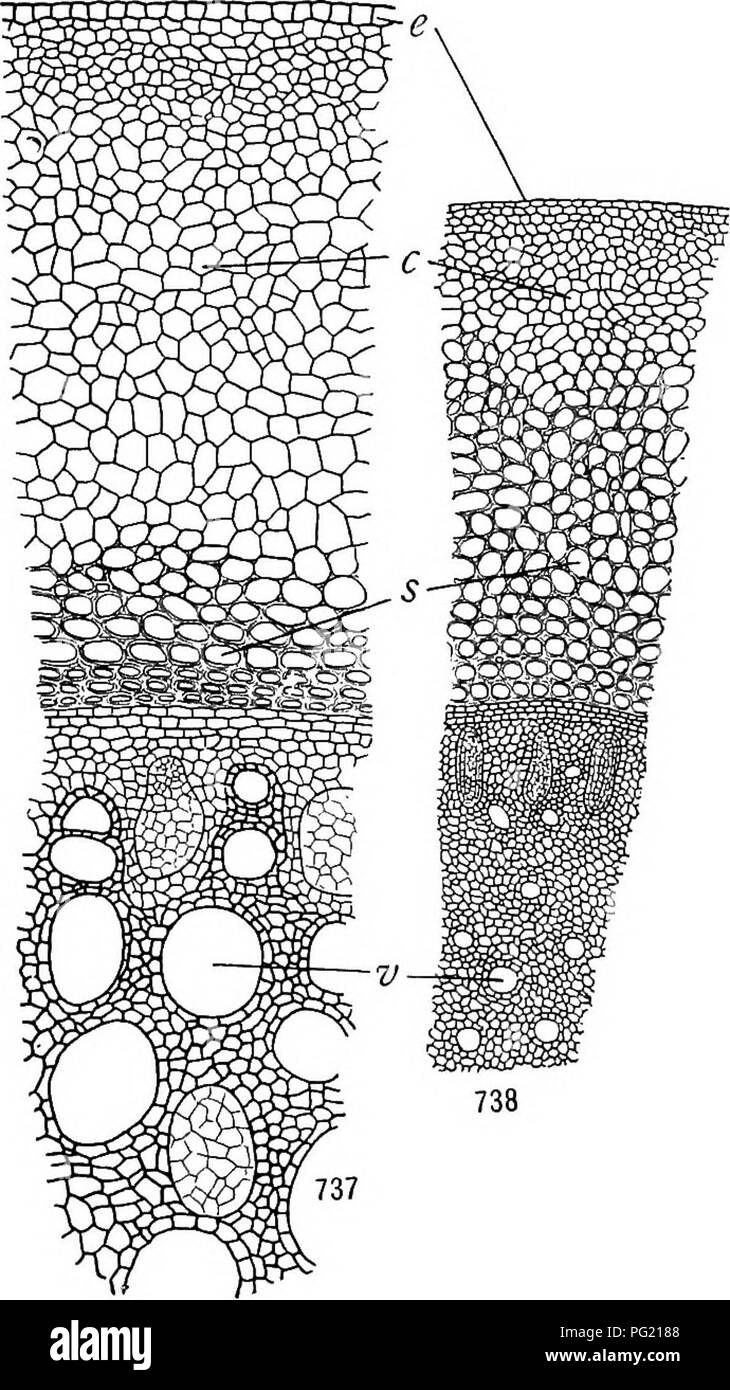 This textbook provides an in-depth study of botany, focusing on the ...