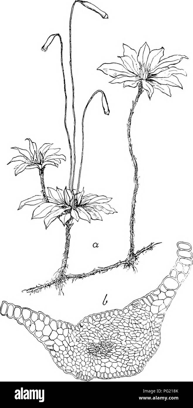 Rhizome plant Black and White Stock Photos & Images - Alamy