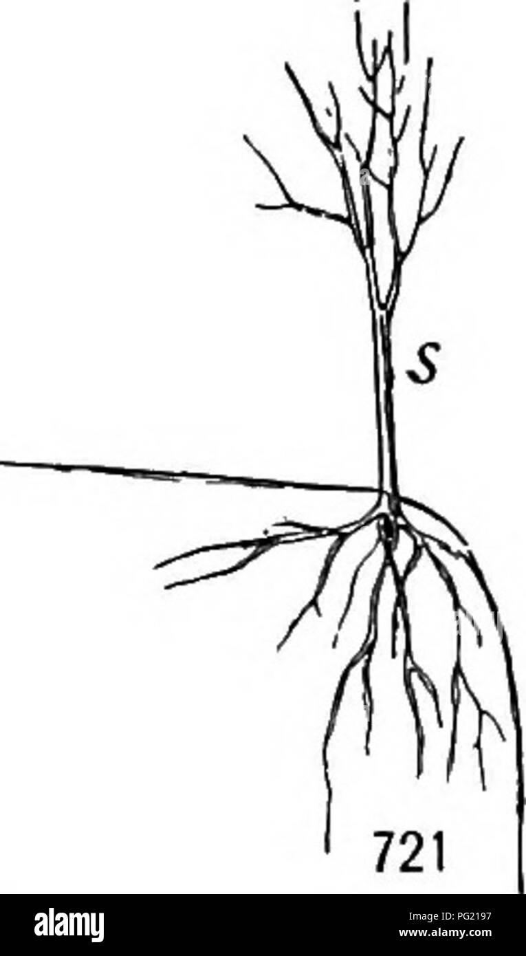 Contractile Roots
