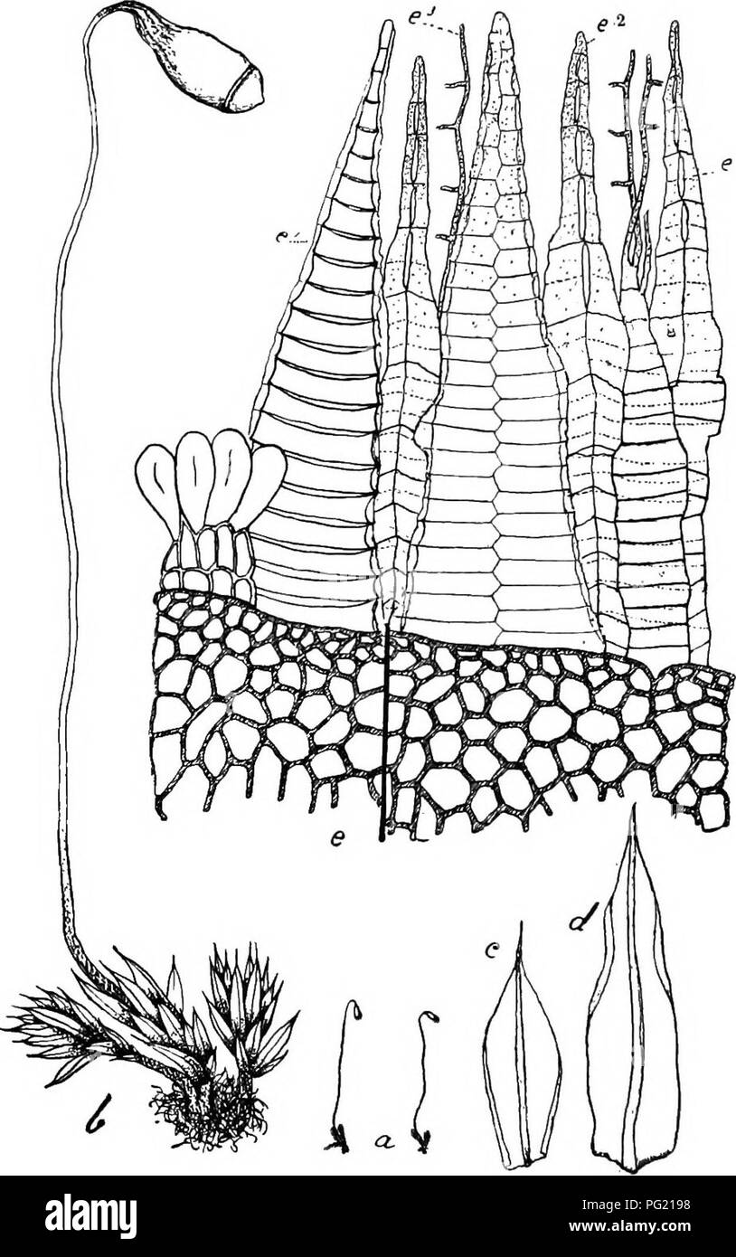 This botanical work features detailed descriptions of plant species ...