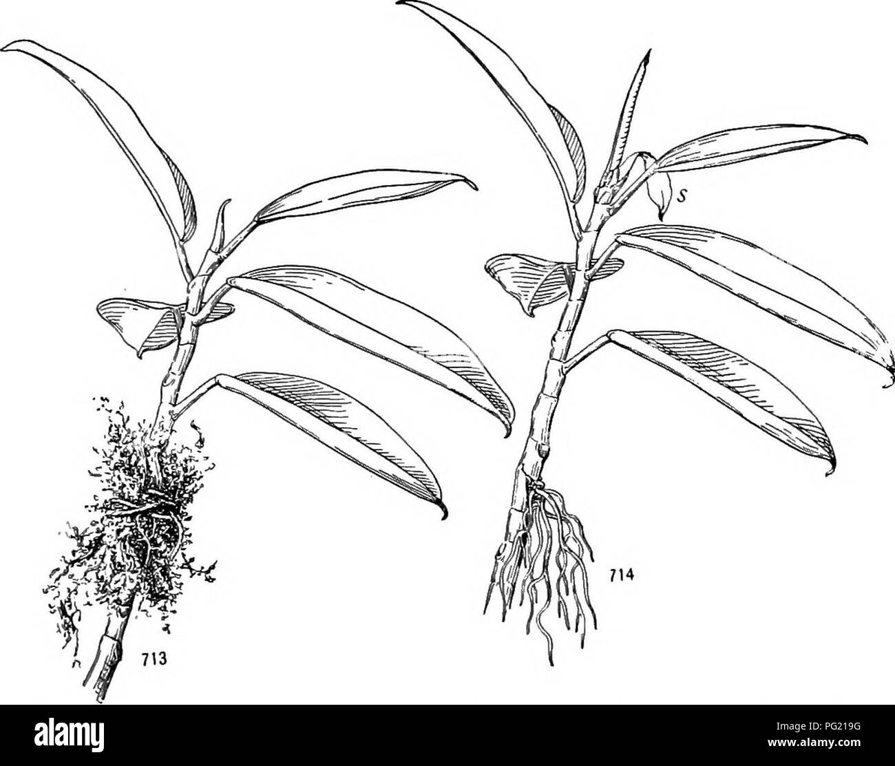 Shallow root system hi-res stock photography and images - Alamy