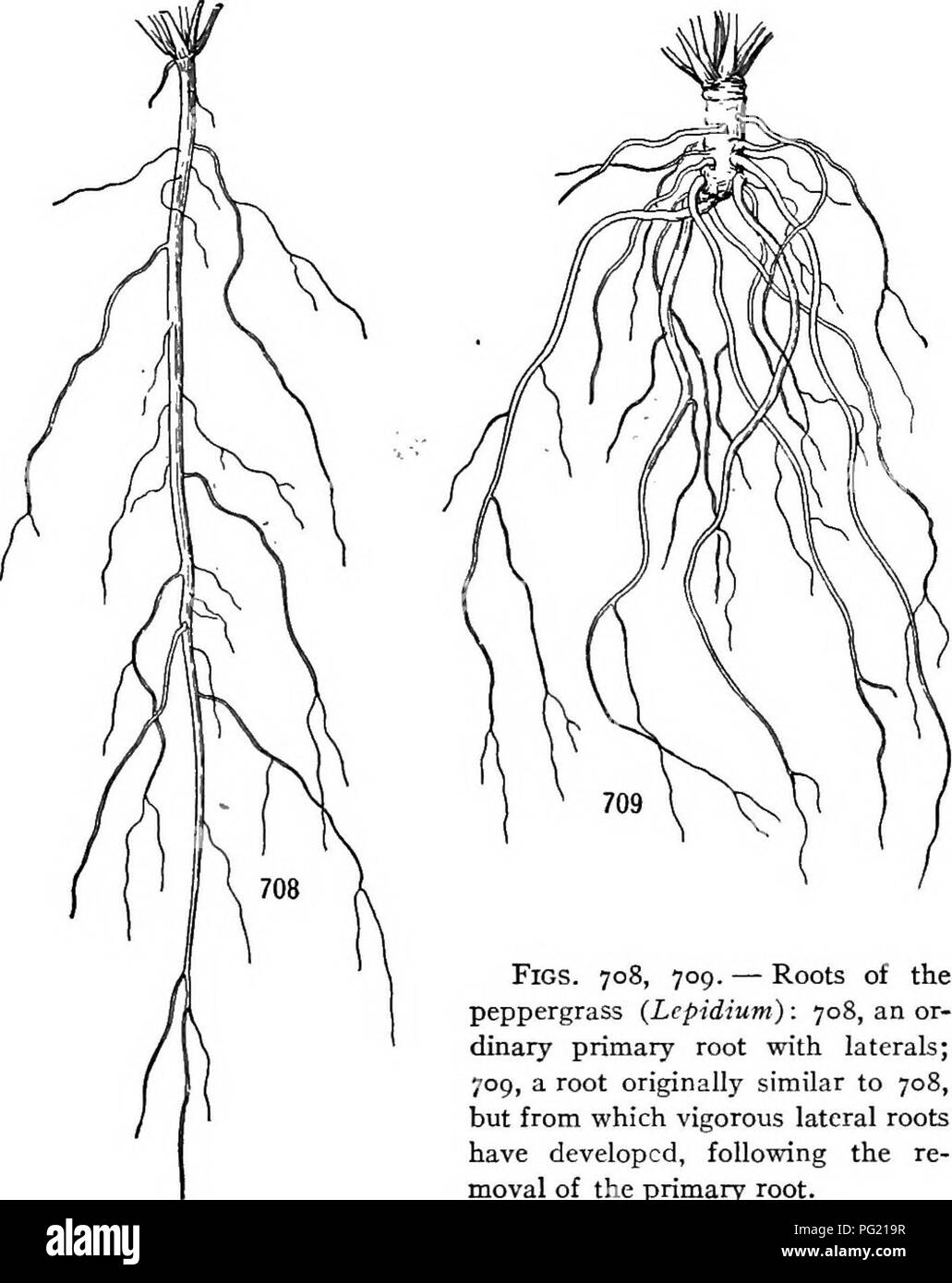 Horizontal root system Black and White Stock Photos & Images - Alamy