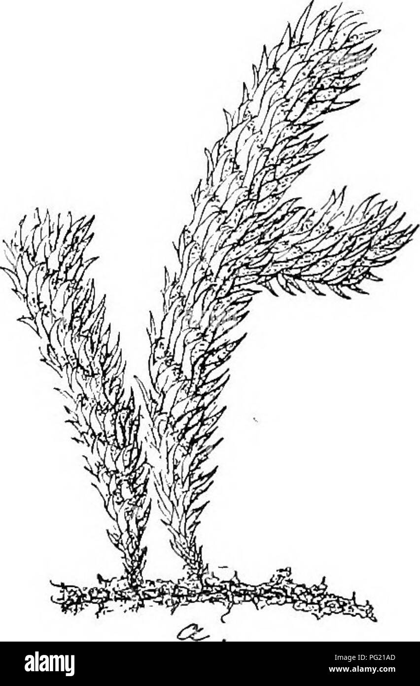 This botanical work from Buitenzorg features the Macromitrium ...