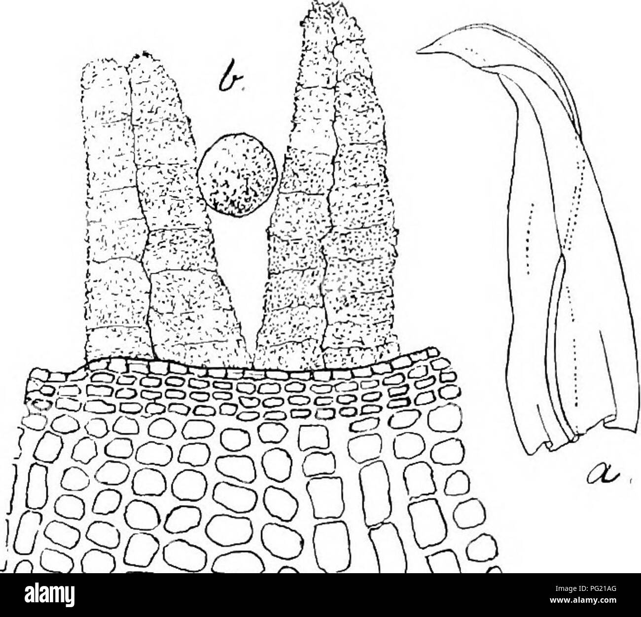 Work describes various plant Black and White Stock Photos & Images - Alamy