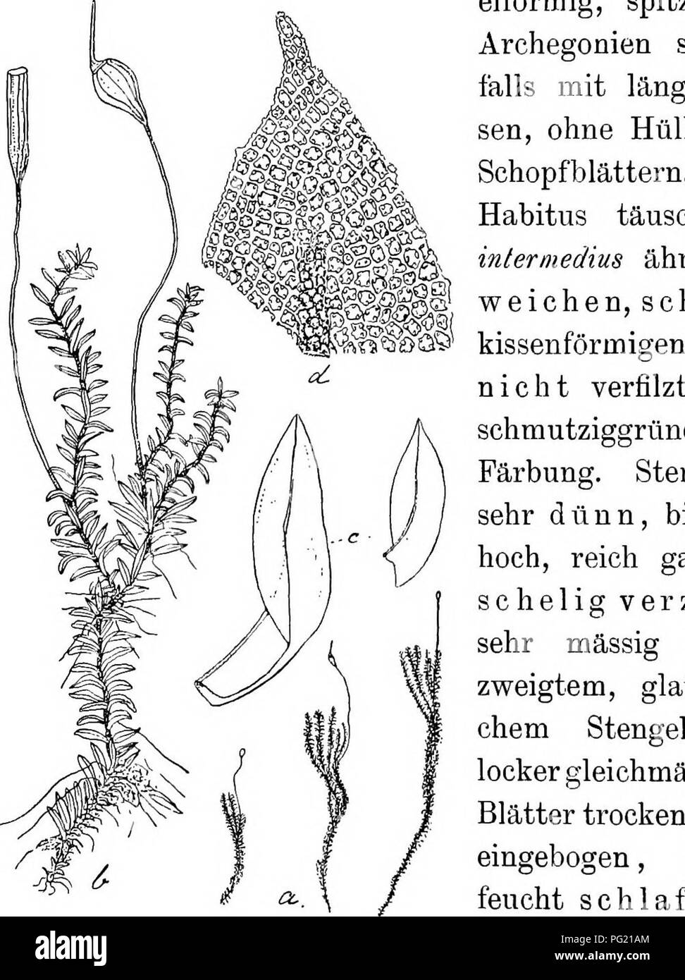 Botanical illustration of moss species from the Buitenzorg region ...