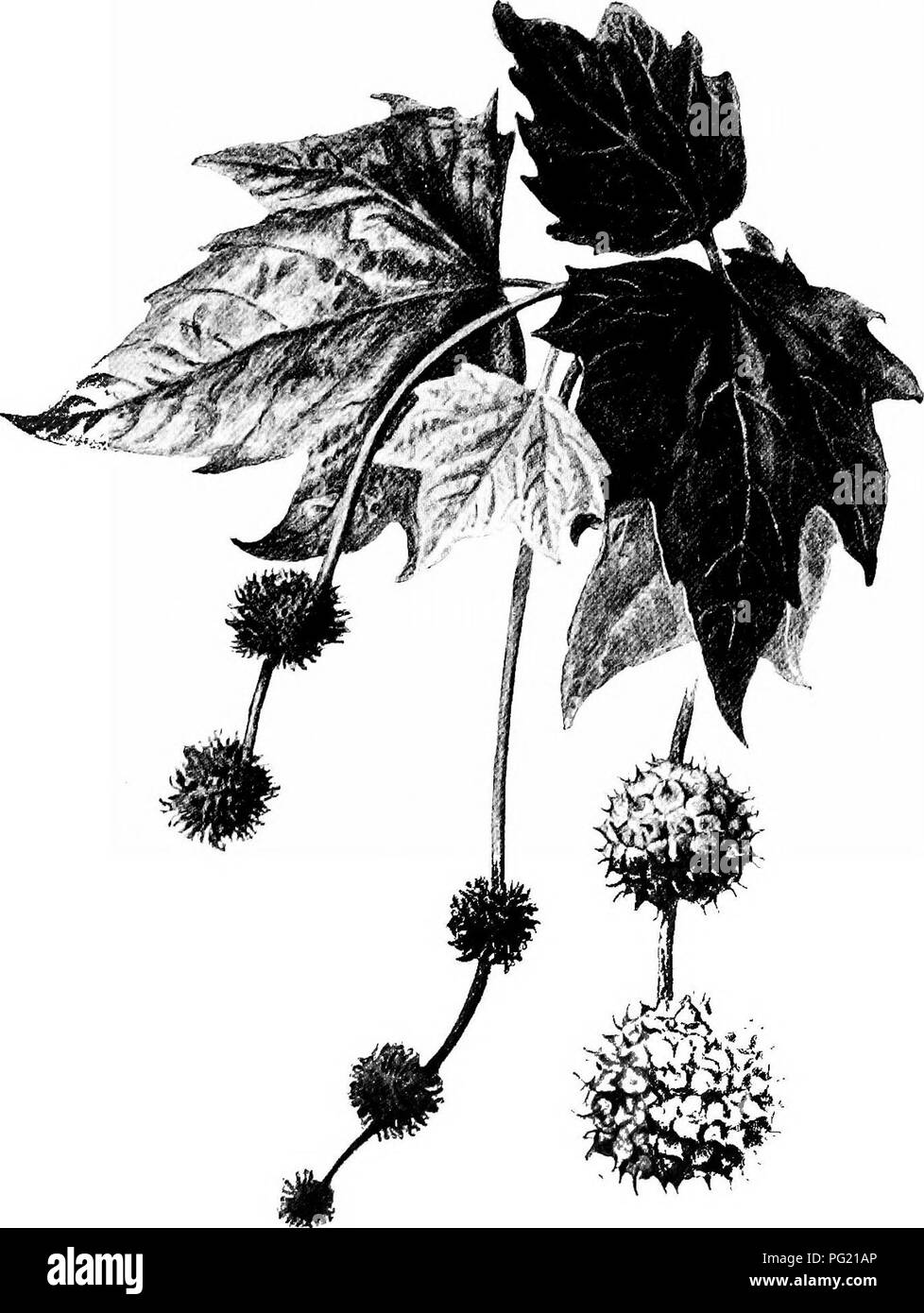 This botanical illustration focuses on the plane tree (*Platanus ...