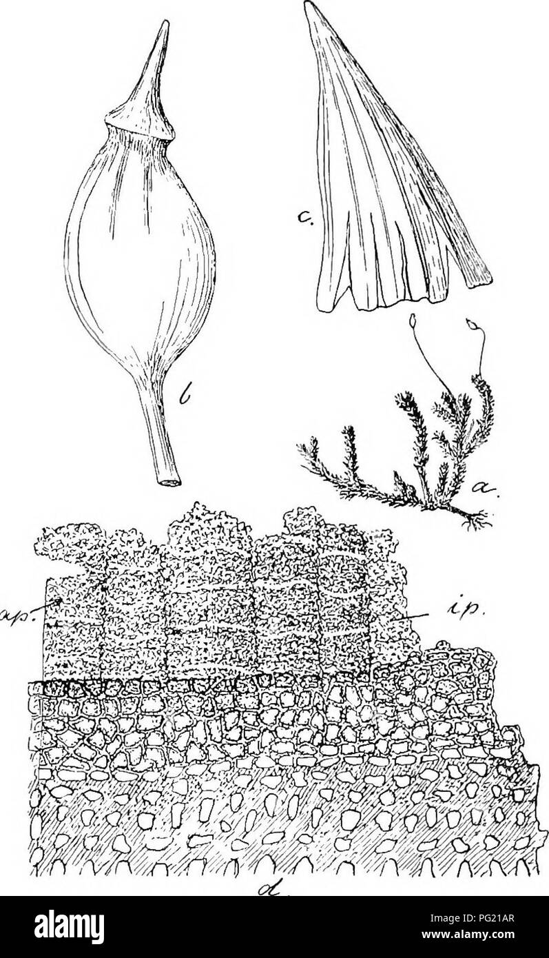 The image shows the botanical features of a plant species from ...