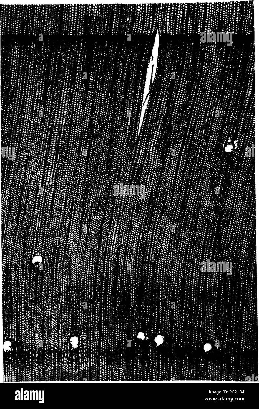 This work offers a detailed look at the stone pine, including a ...