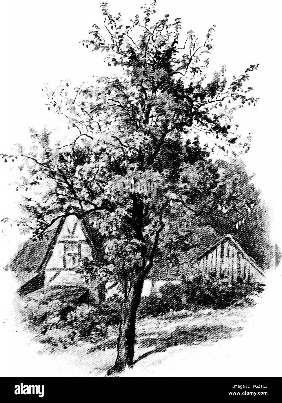 This publication provides an overview of common tree species ...