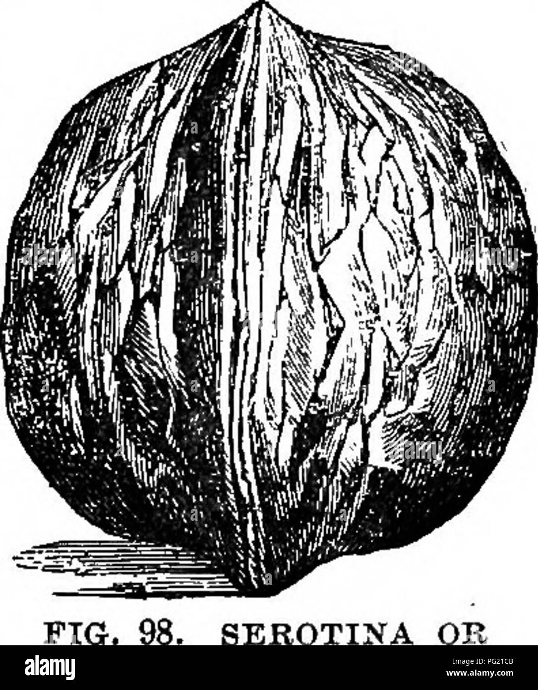 . The nut culturist : a treatise on the propagation, planting and ...