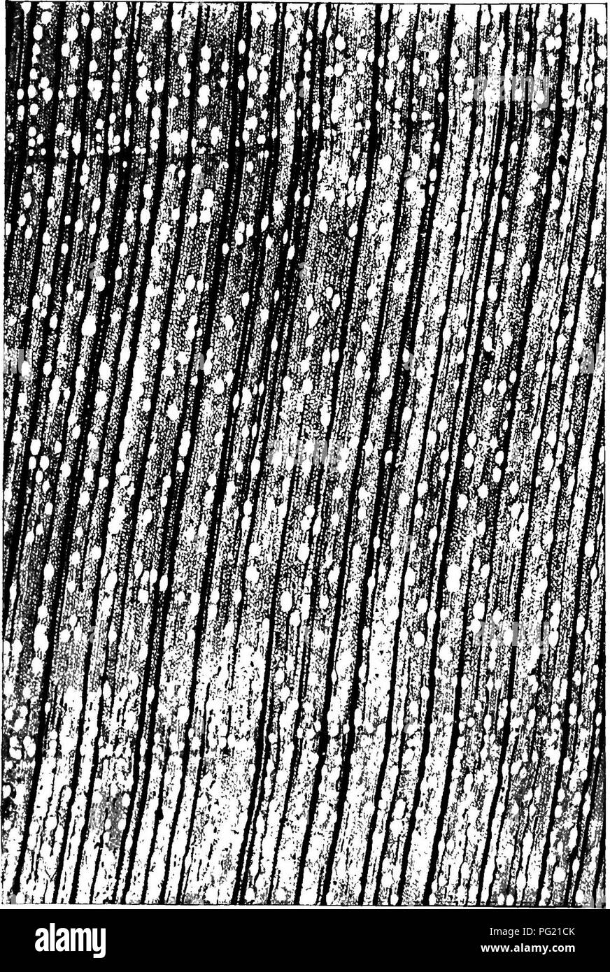 This work provides a detailed illustration of the transverse section of ...