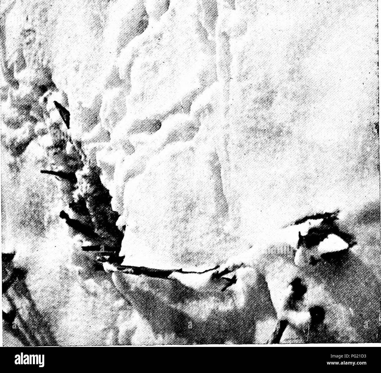 This work provides a captivating look at the diverse natural history of ...