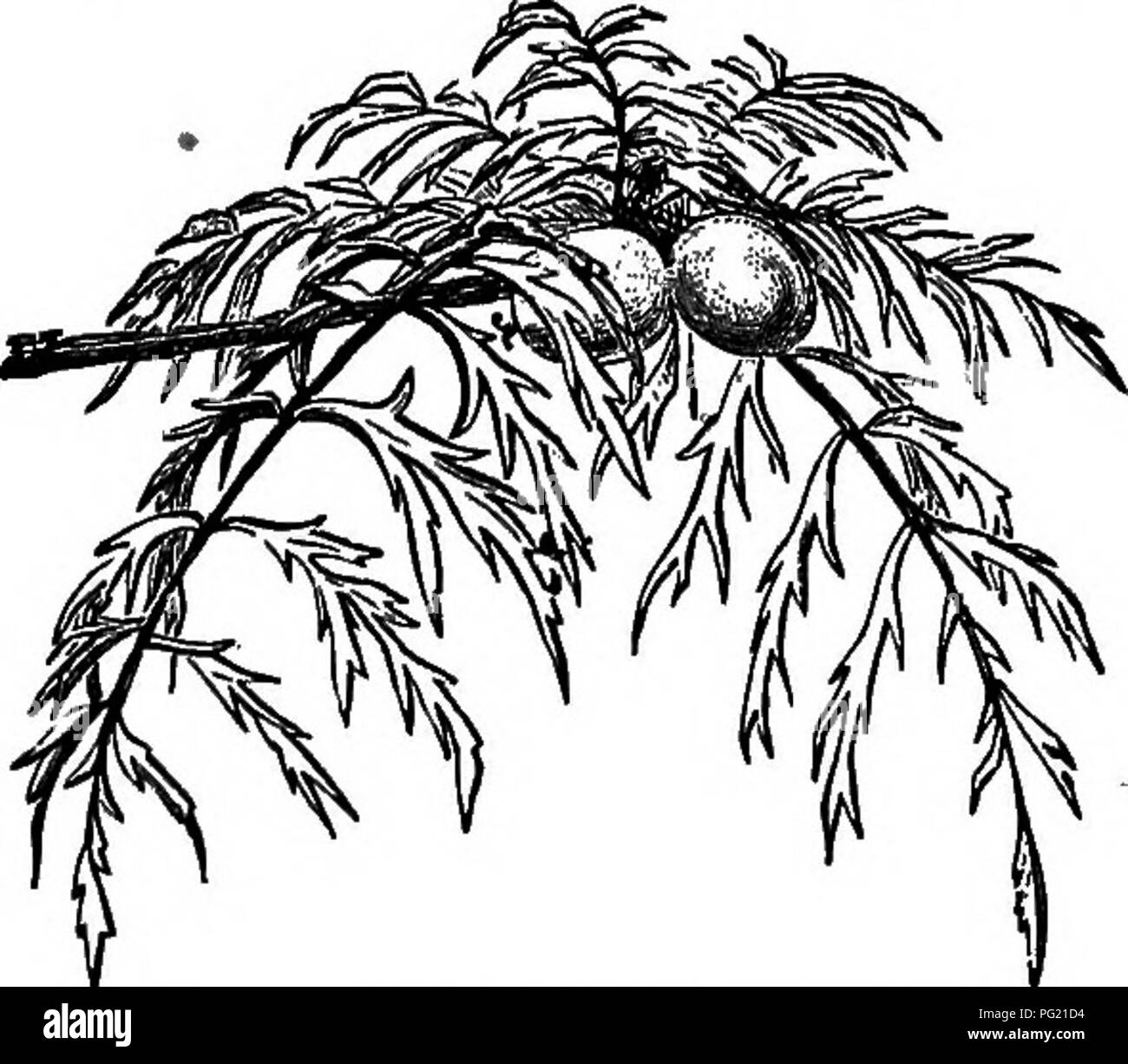 Nut bearing trees hi-res stock photography and images - Alamy