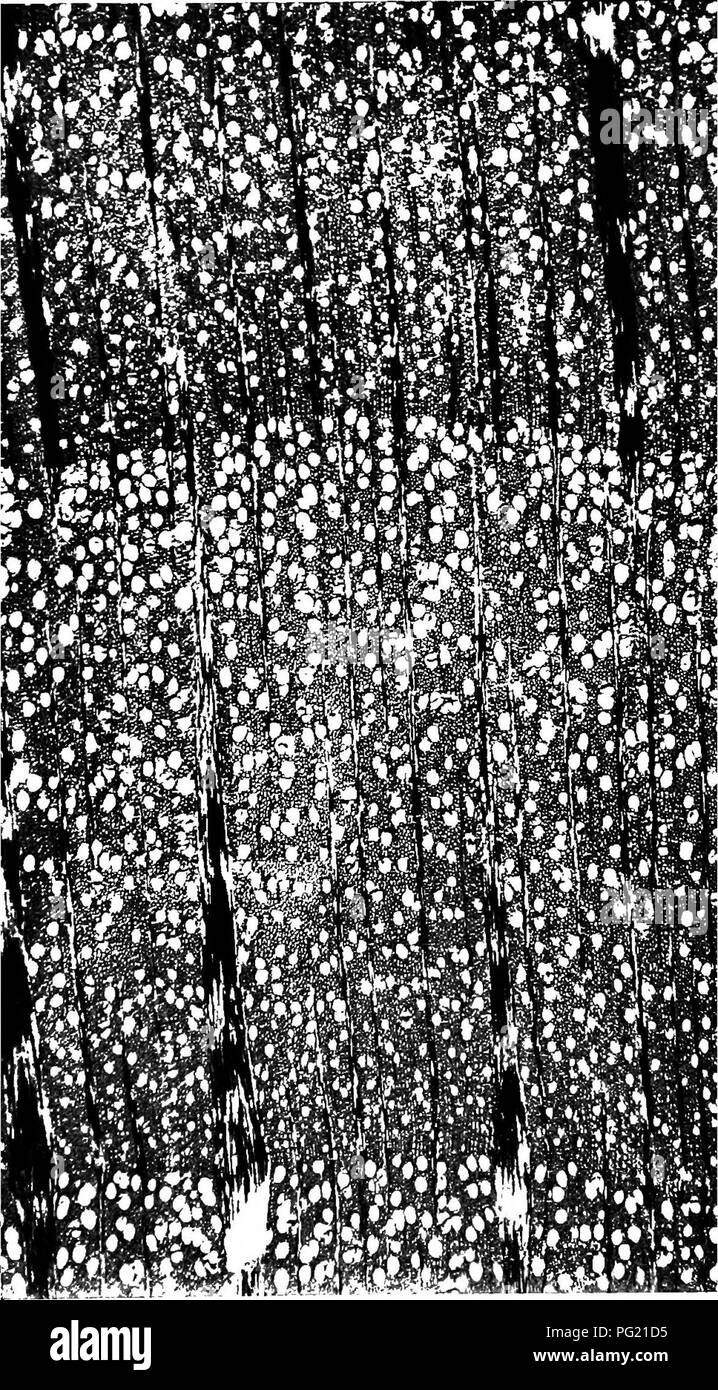 This text includes detailed illustrations of tree species, focusing on ...