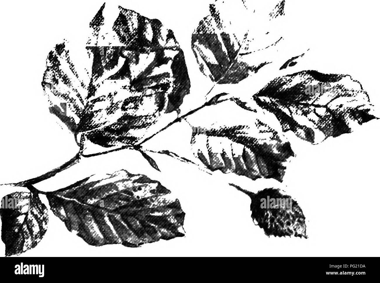 Illustrated plant taxonomy guide Black and White Stock Photos & Images ...